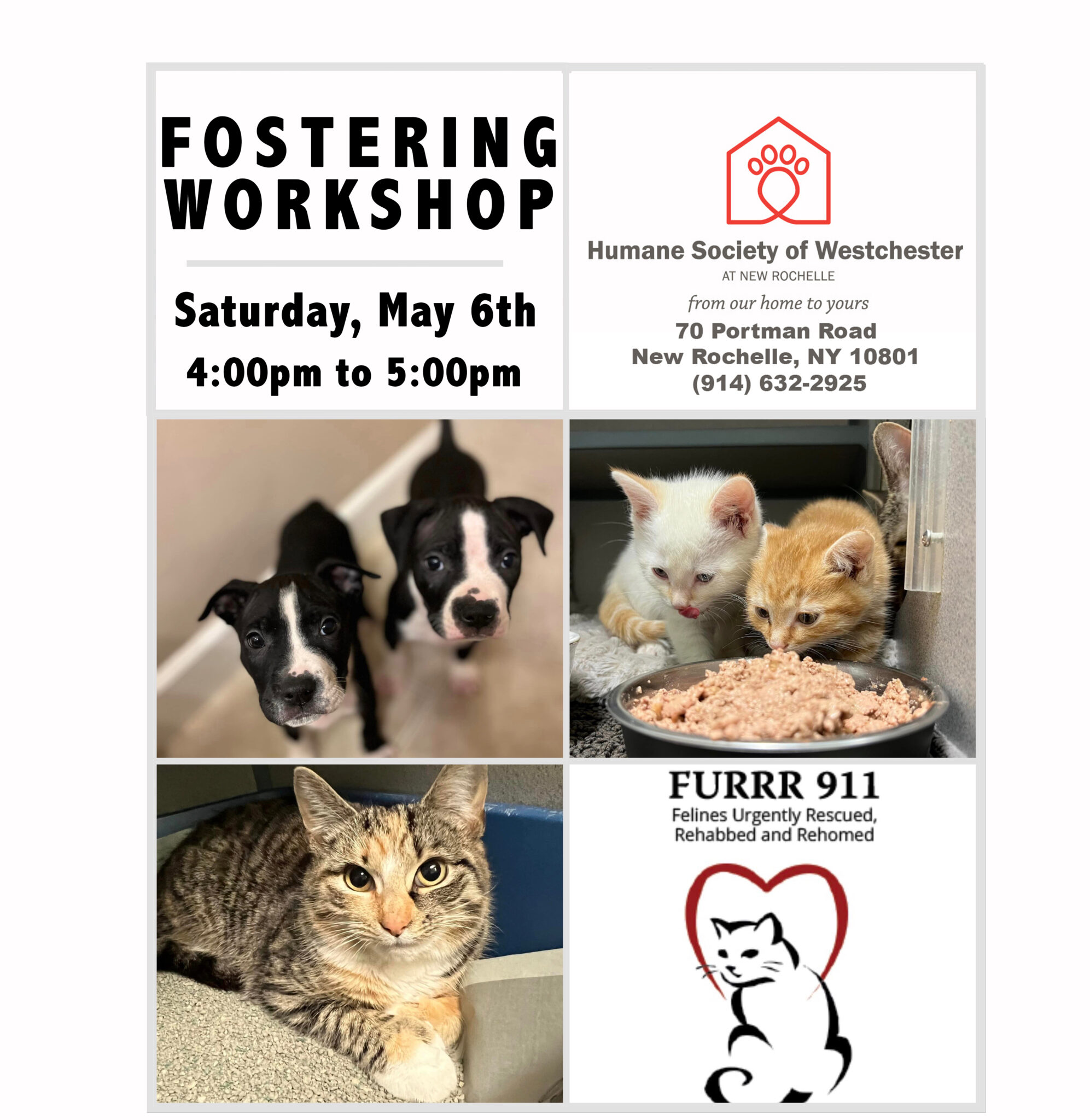 Fostering Workshop at the Humane Society of Westchester – Humane ...
